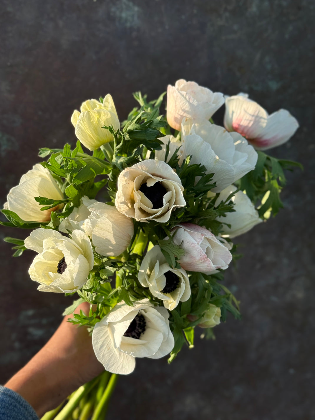 Anemone Mistral Plus: Vibrant and Resilient Blooms for Your Garden ...