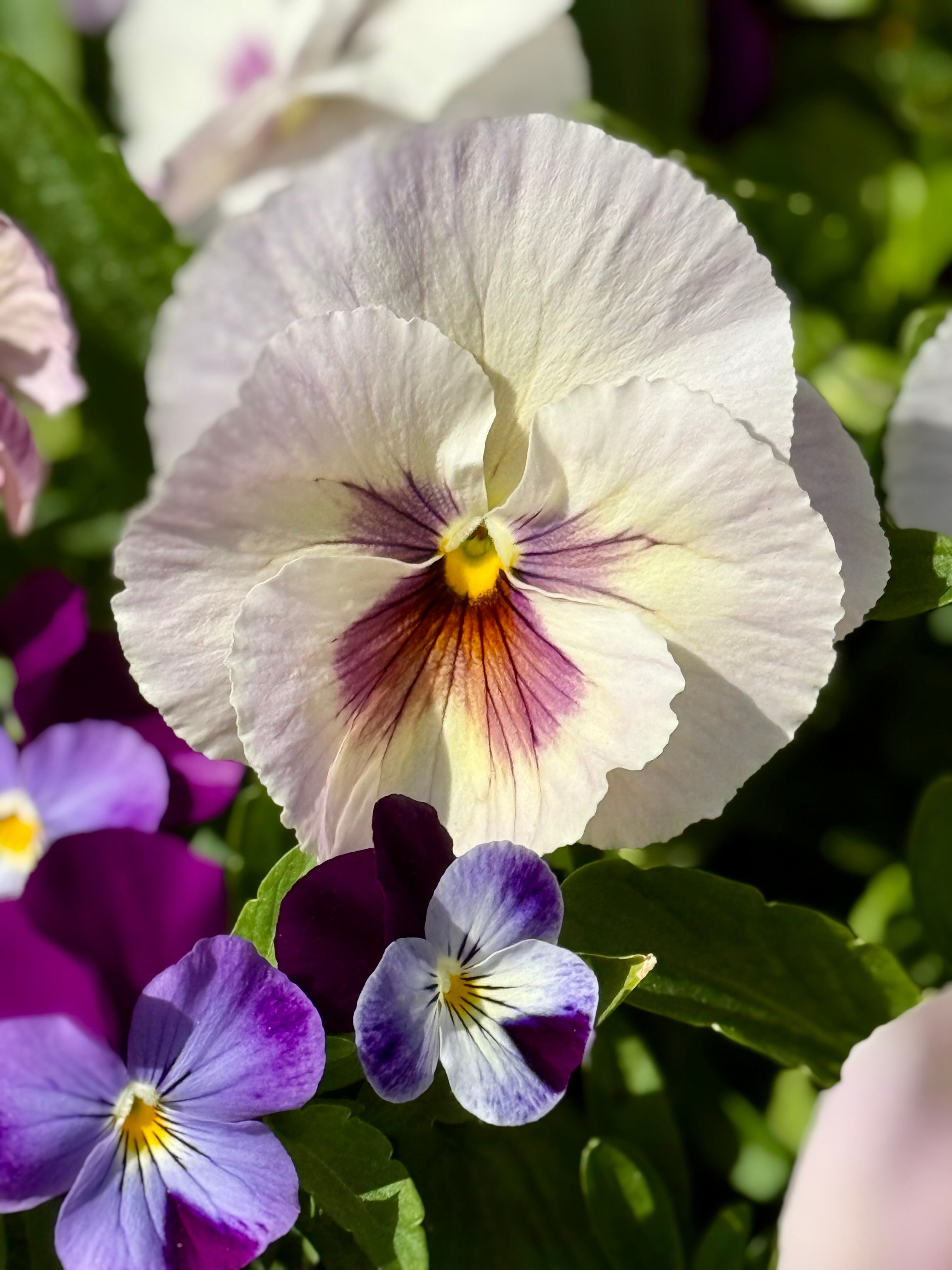 Pansy Seeds Inspire® | Viola x wittrockiana – Early Blooming, Weather ...