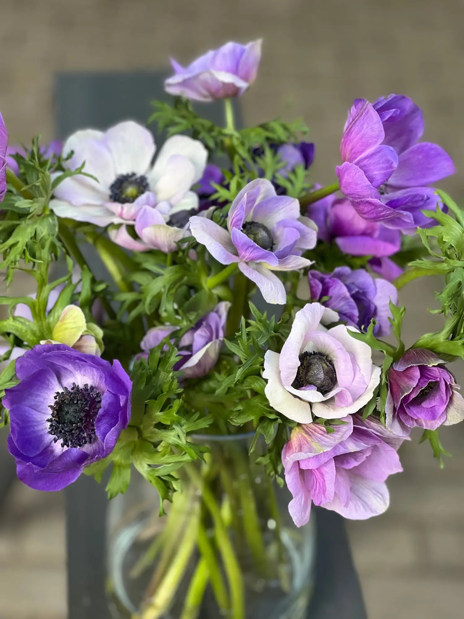Anemone Mistral Plus: Vibrant and Resilient Blooms for Your Garden ...