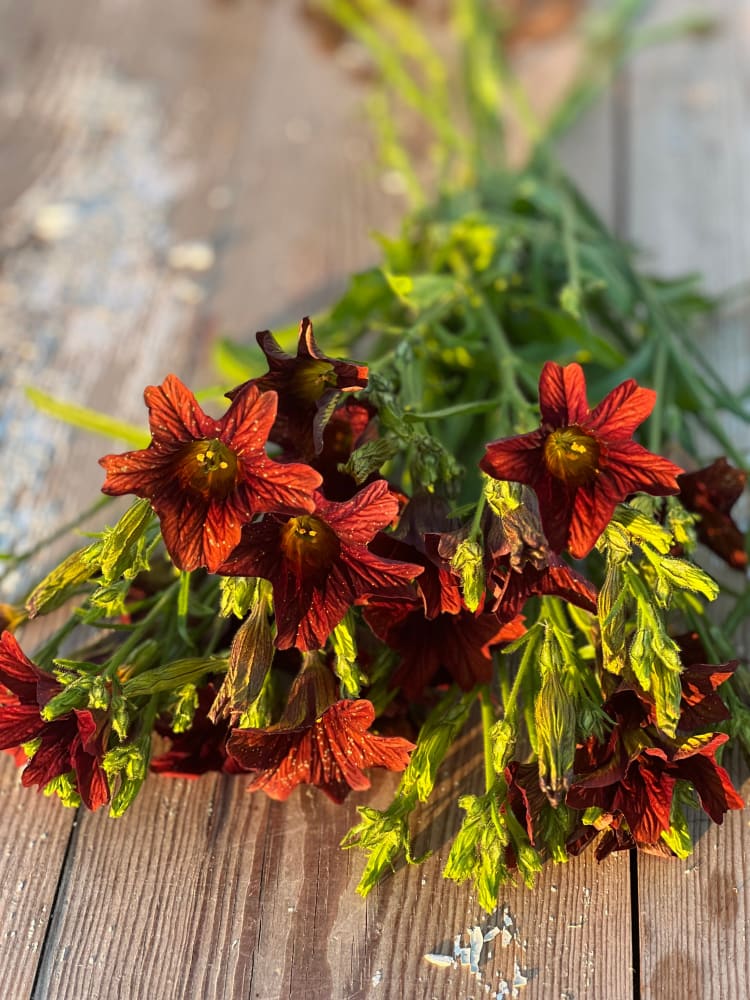 Mocha Mousse-Colored Flowers | Elegant Earthy Flower – therapyofflowers.com