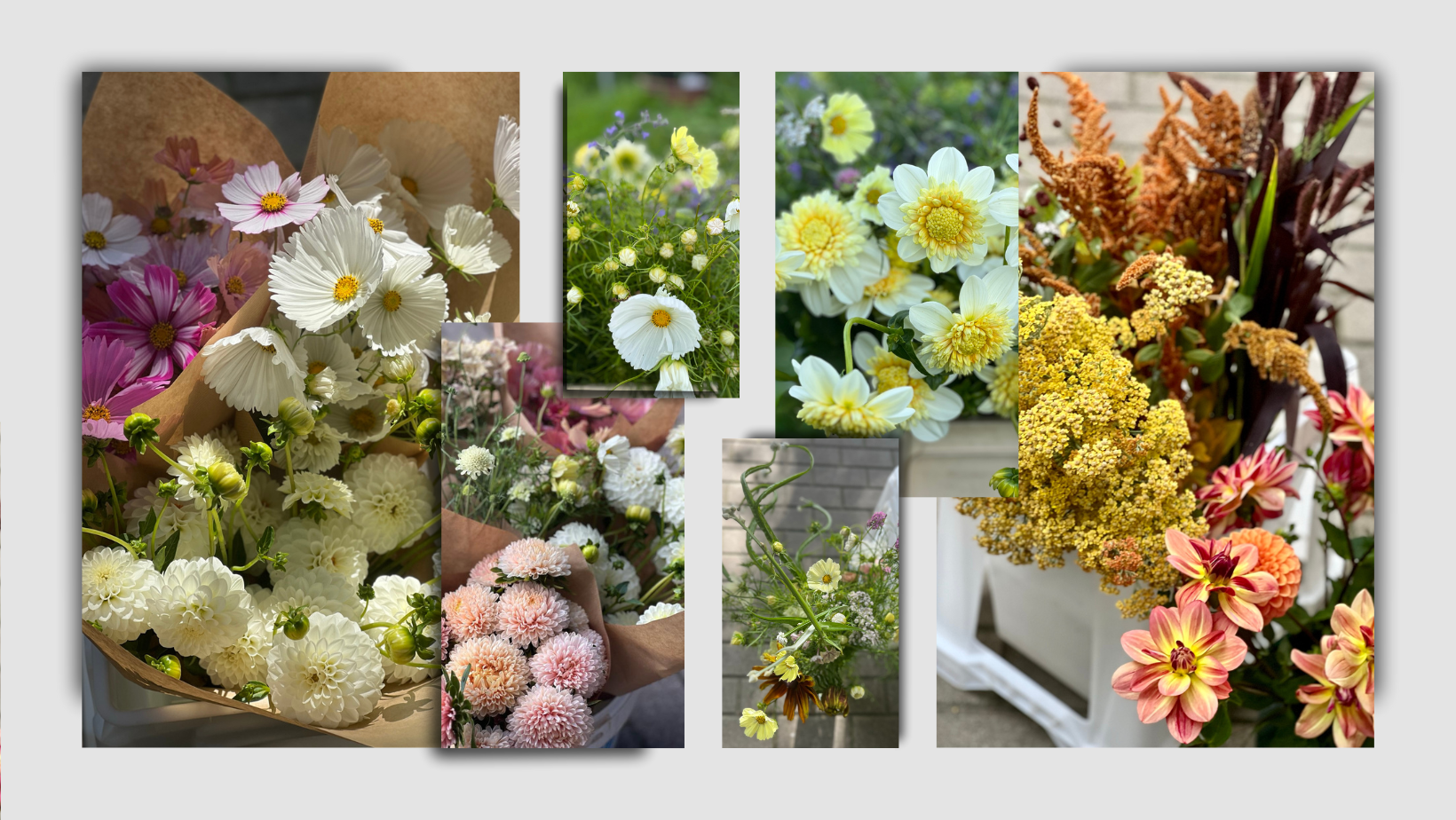 Cut Flower Seeds Shop | Therapy of Flowers | Puķu sēklu veikals ...