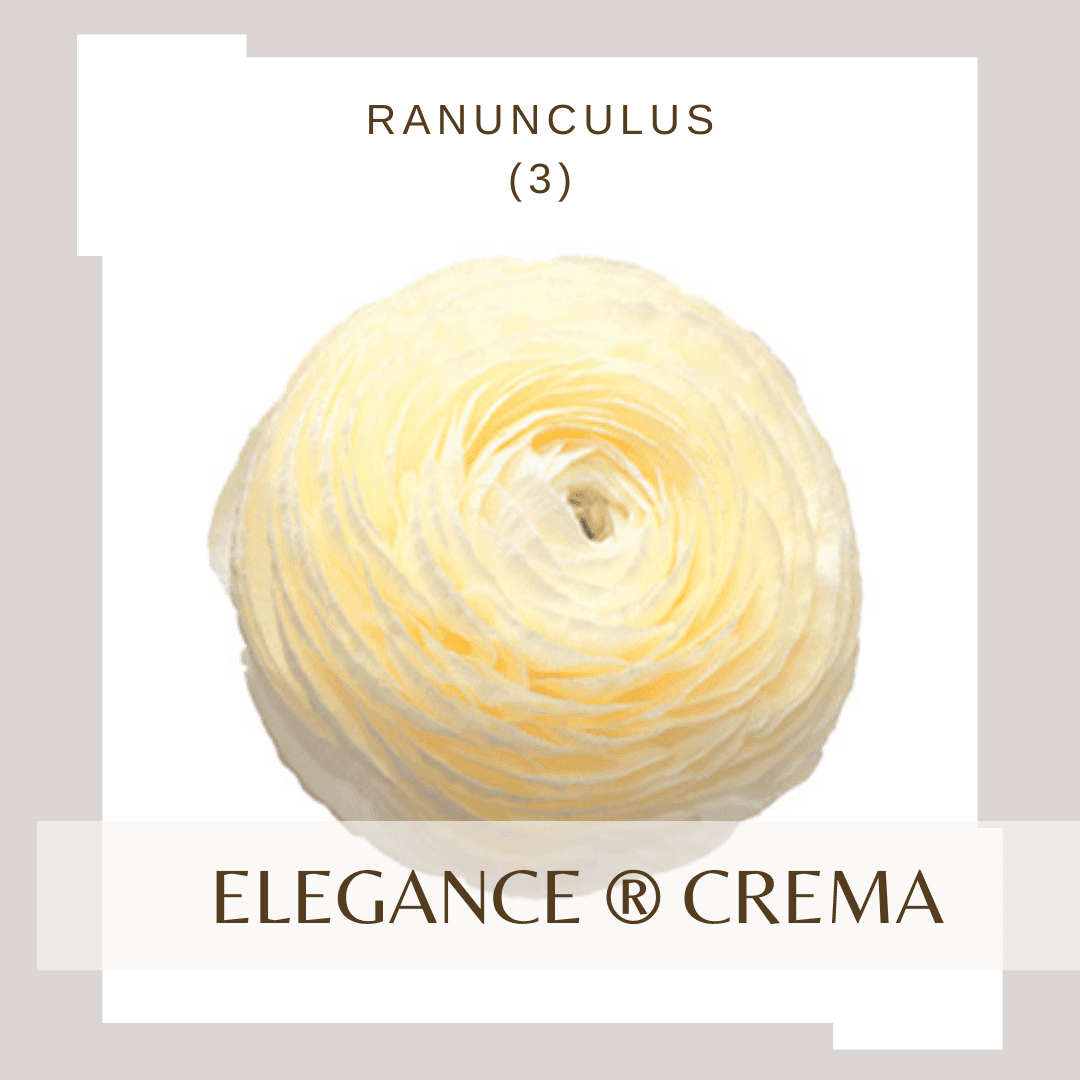 Ranunculus Elegance CREMA | Āzijas Gundega Elegance CREMA ...