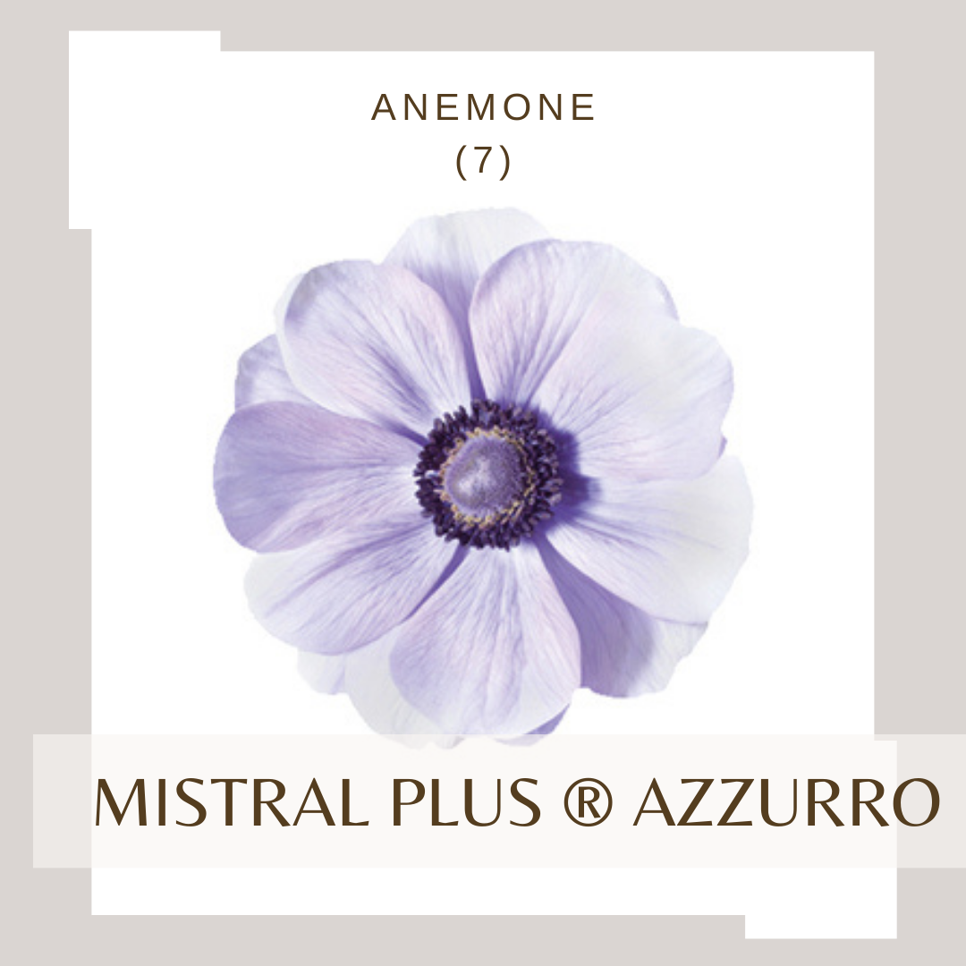 Anemone Mistral Plus® AZZURRO | 10 corms, size 4/5 – therapyofflowers.com