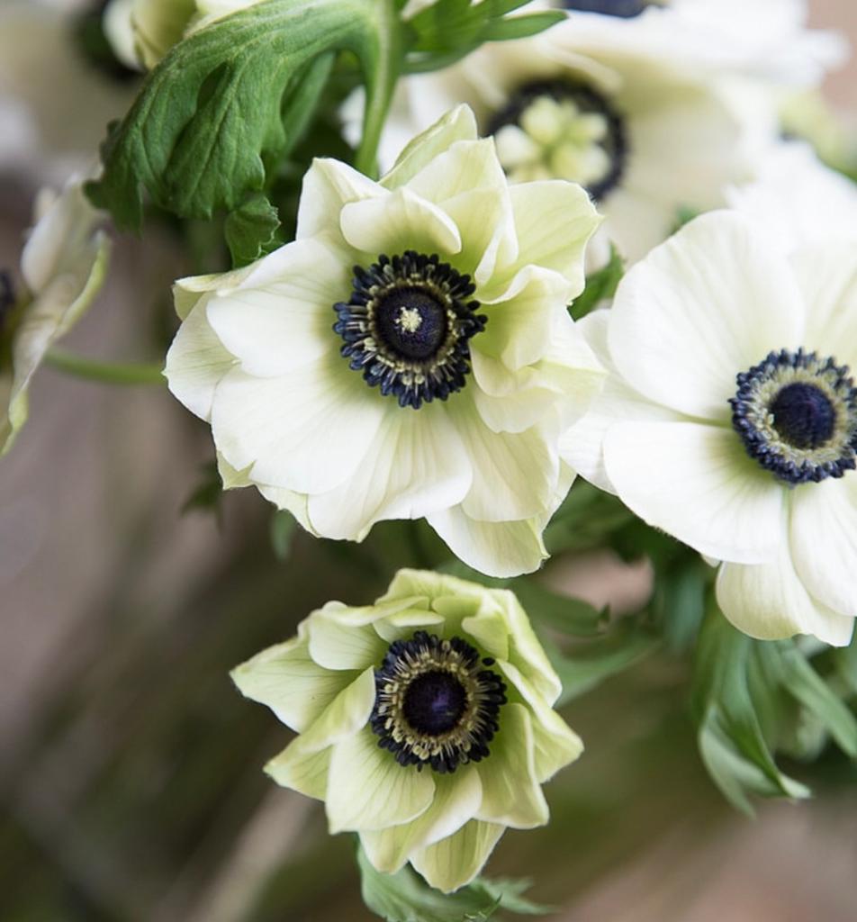 Cut Flower Seeds Shop | Therapy of Flowers | Puķu sēklu veikals ...