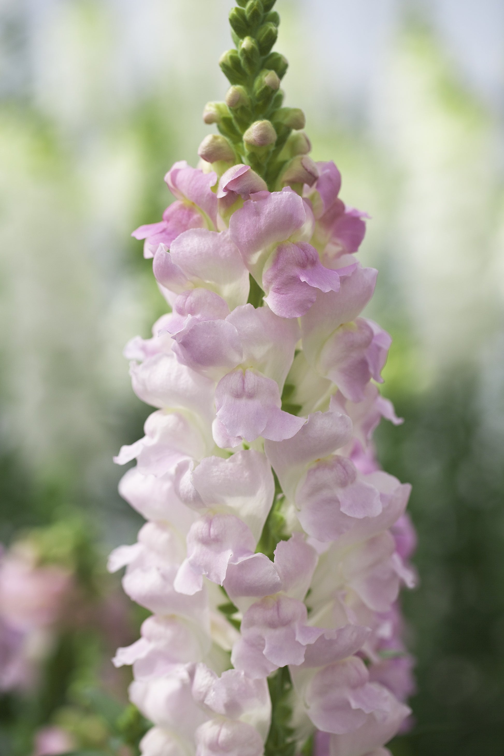 Snapdragon Legend Light Pink F1 – therapyofflowers.com