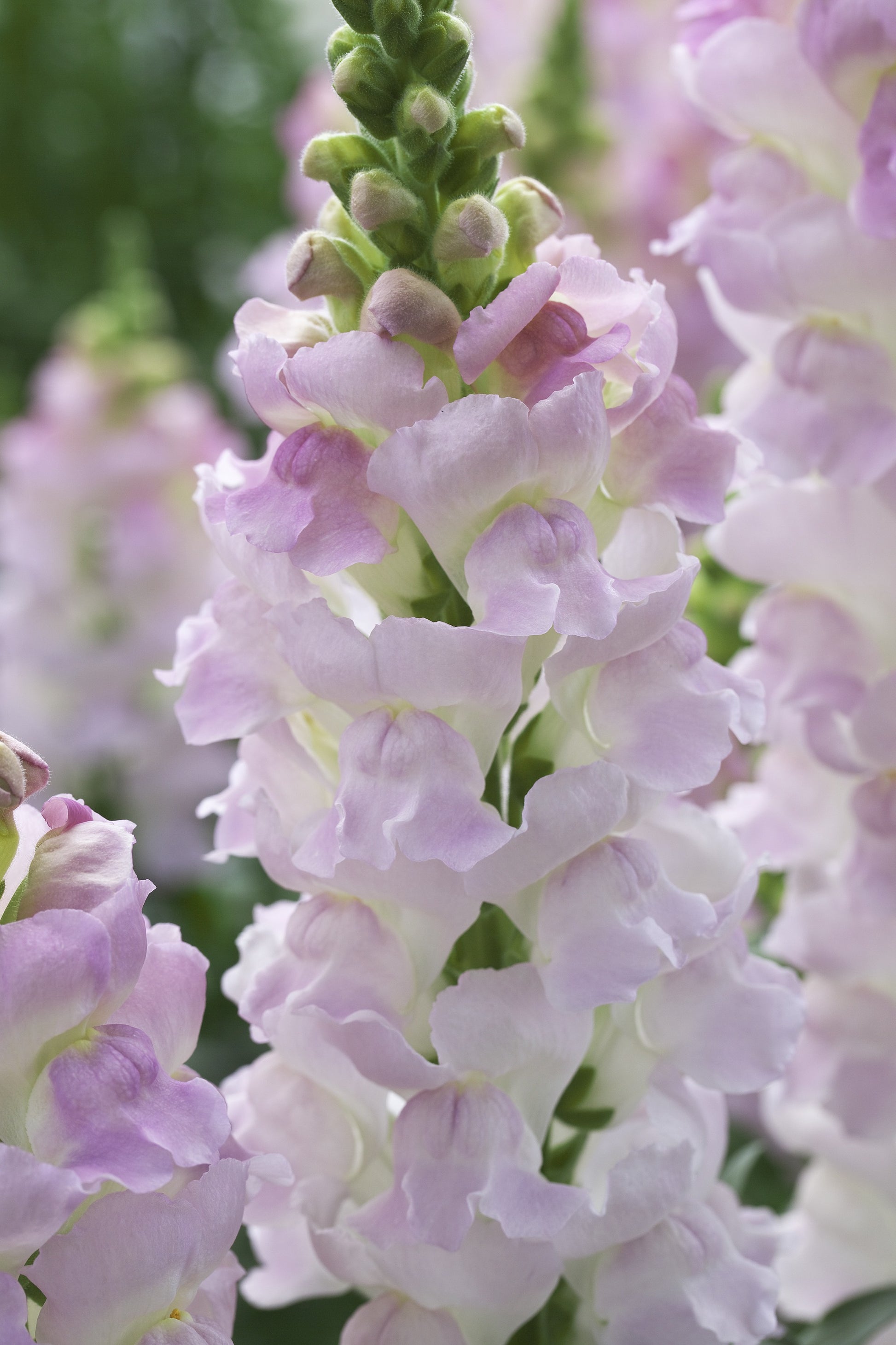 Snapdragon Legend Light Pink F1 – therapyofflowers.com