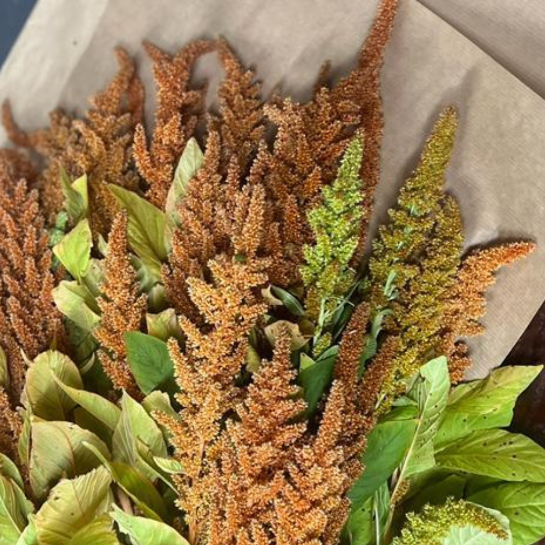 Amarants | Amaranth cruentus Autumns touch – therapyofflowers.com