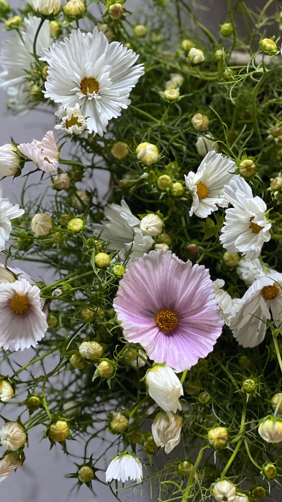 Cosmos bipinnatus Cupcakes Blush – therapyofflowers.com