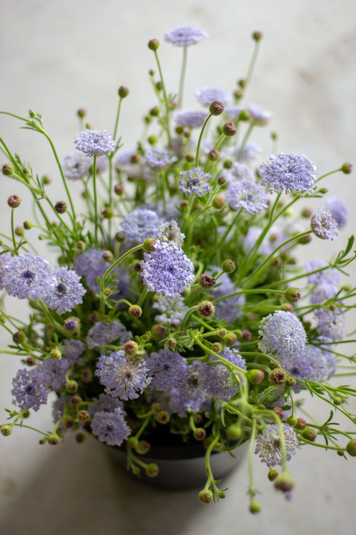 Didiscus caeruleus Lace Blue – therapyofflowers.com