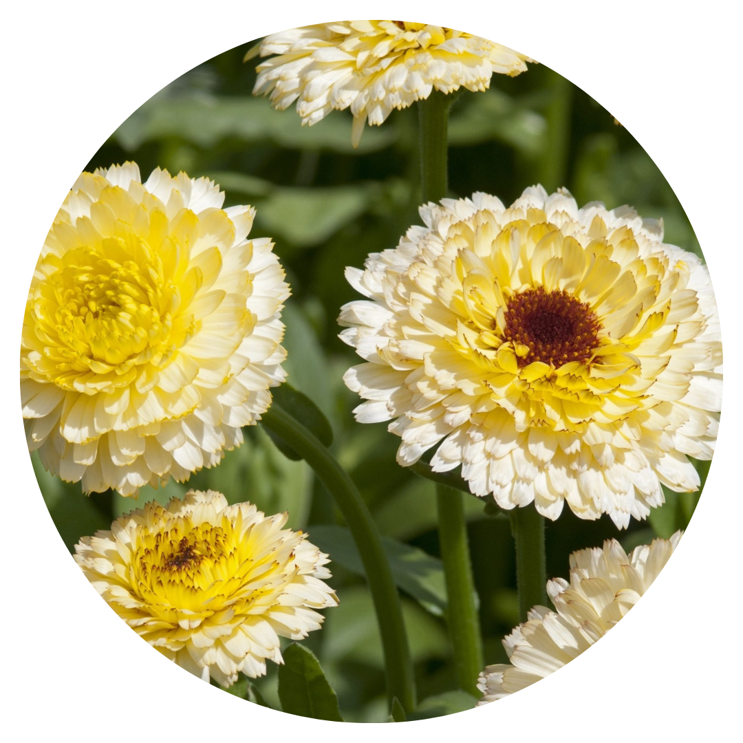 Calendula officinalis Ivory Princess – therapyofflowers.com