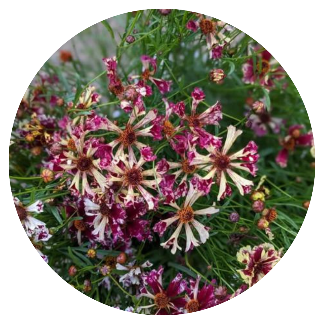 Coreopsis x hybrida Incredible! Sea Shells mix – therapyofflowers.com