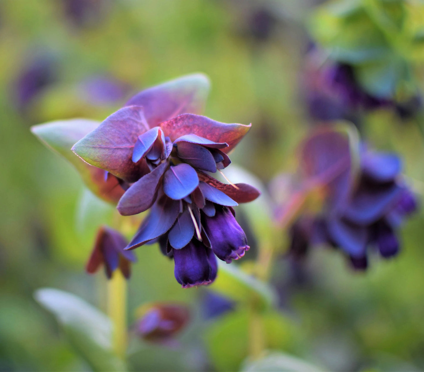 Cerinthe major purpurascens (Honeywort) Kiwi Blue – therapyofflowers.com