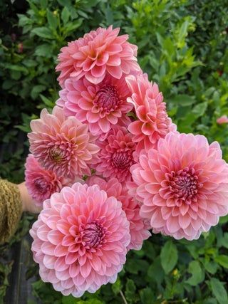 Dahlias – therapyofflowers.com