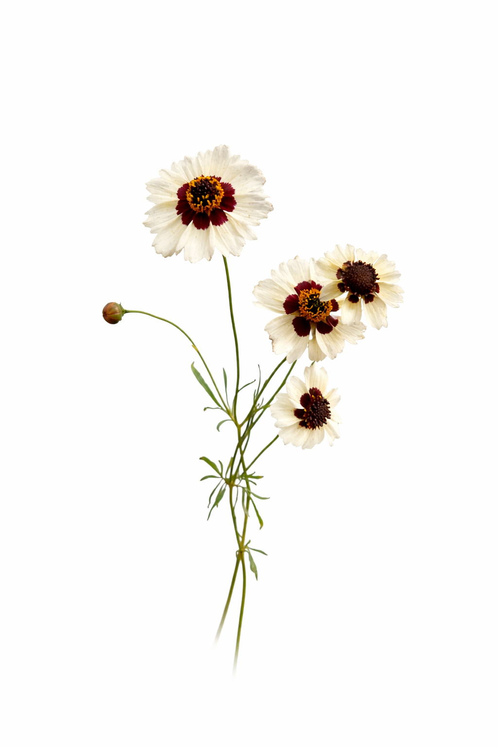 Coreopsis Incredible! Swirl Seeds | Cream Cranberry Tickseed ...