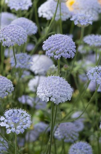Didiscus caeruleus Lace Blue – therapyofflowers.com
