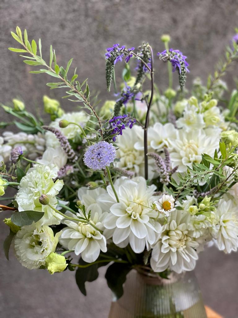 Didiscus caeruleus Lace Blue – therapyofflowers.com