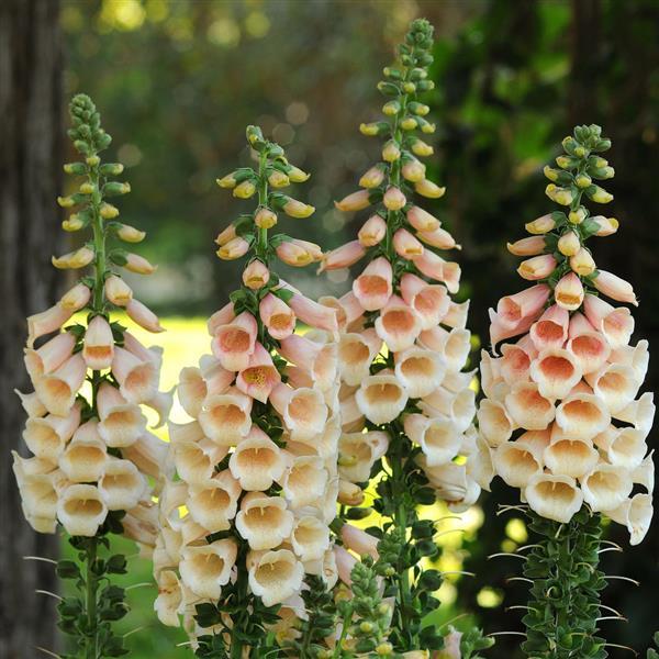 Unlock the Blooming Beauty of Peach Fuzz: Pantone Color of the Year 20 ...