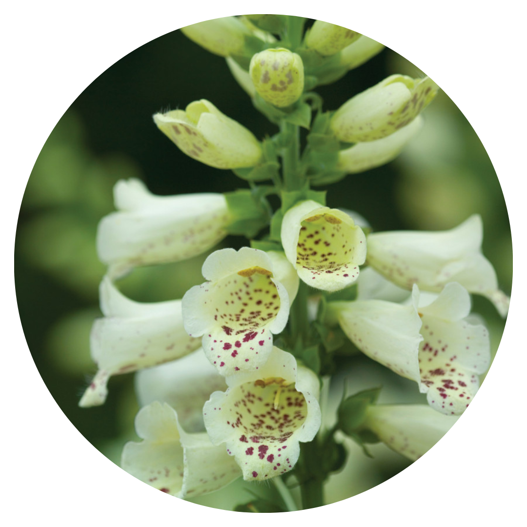 Digitalis purpurea Camelot Cream F1 – therapyofflowers.com