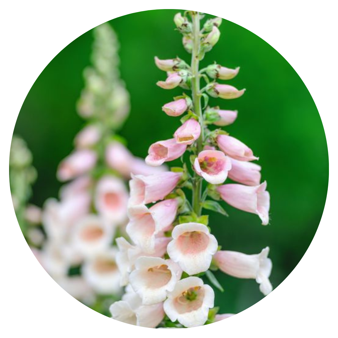 Digitalis purpurea 'Dalmatian Peach' – Stunning Peach Foxglove for ...