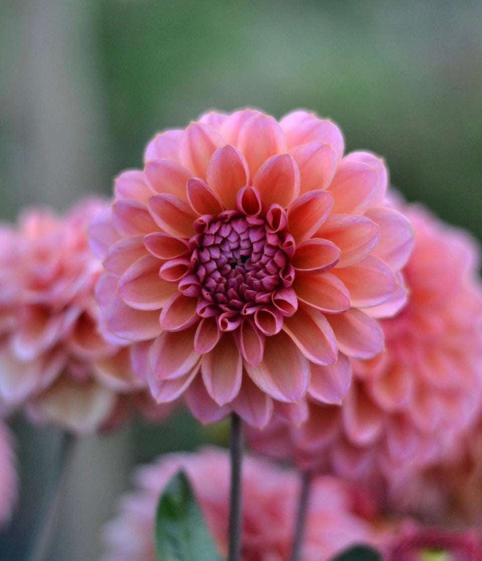 Dahlias – therapyofflowers.com