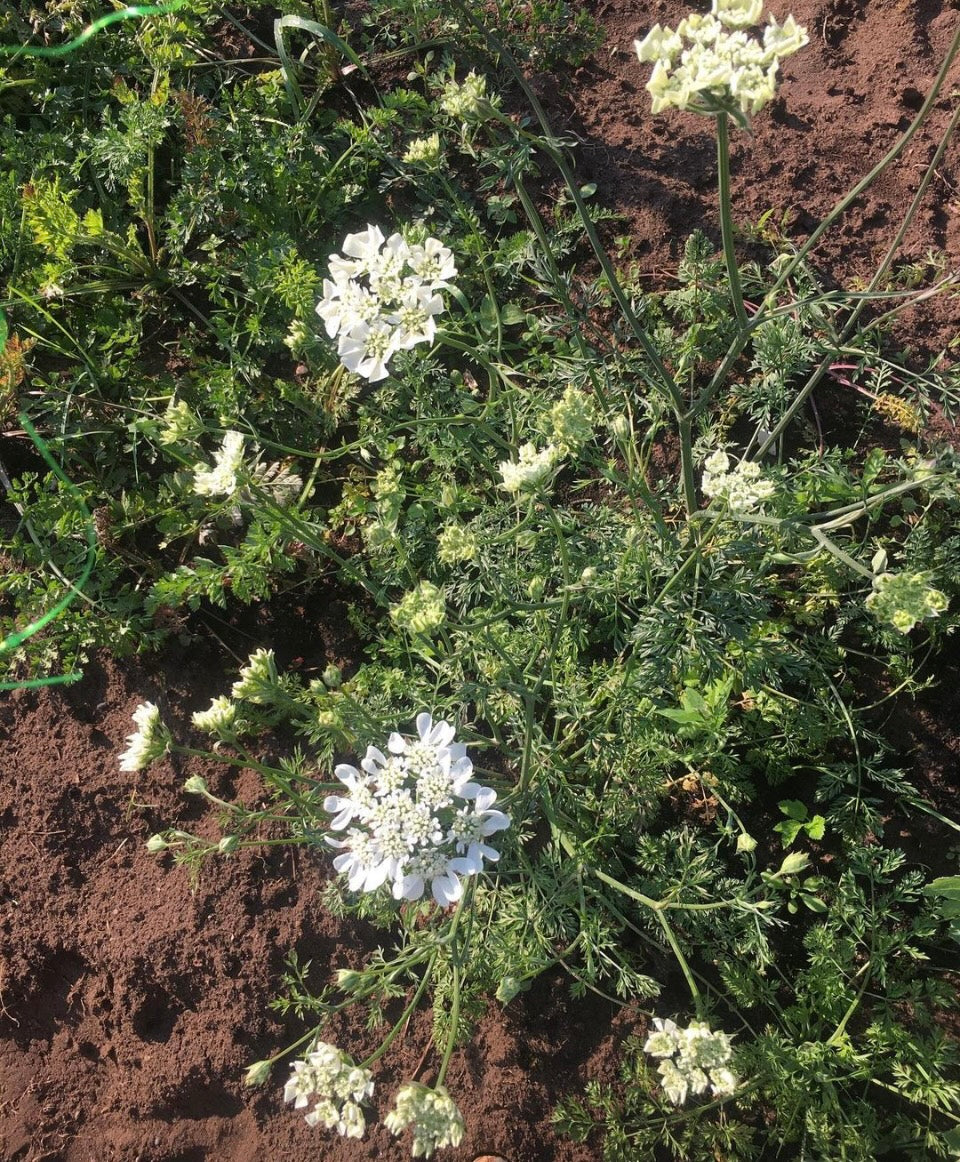 Orlaya grandiflora White Lace – therapyofflowers.com