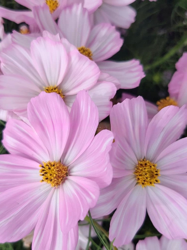 Cosmos bipinnatus Cosimo Pink White | Dwarf Cosmos | Flower Seeds ...