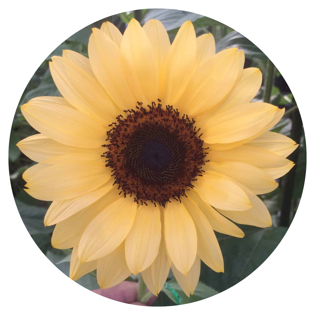 Sunflower ProCut Peach F1 – therapyofflowers.com