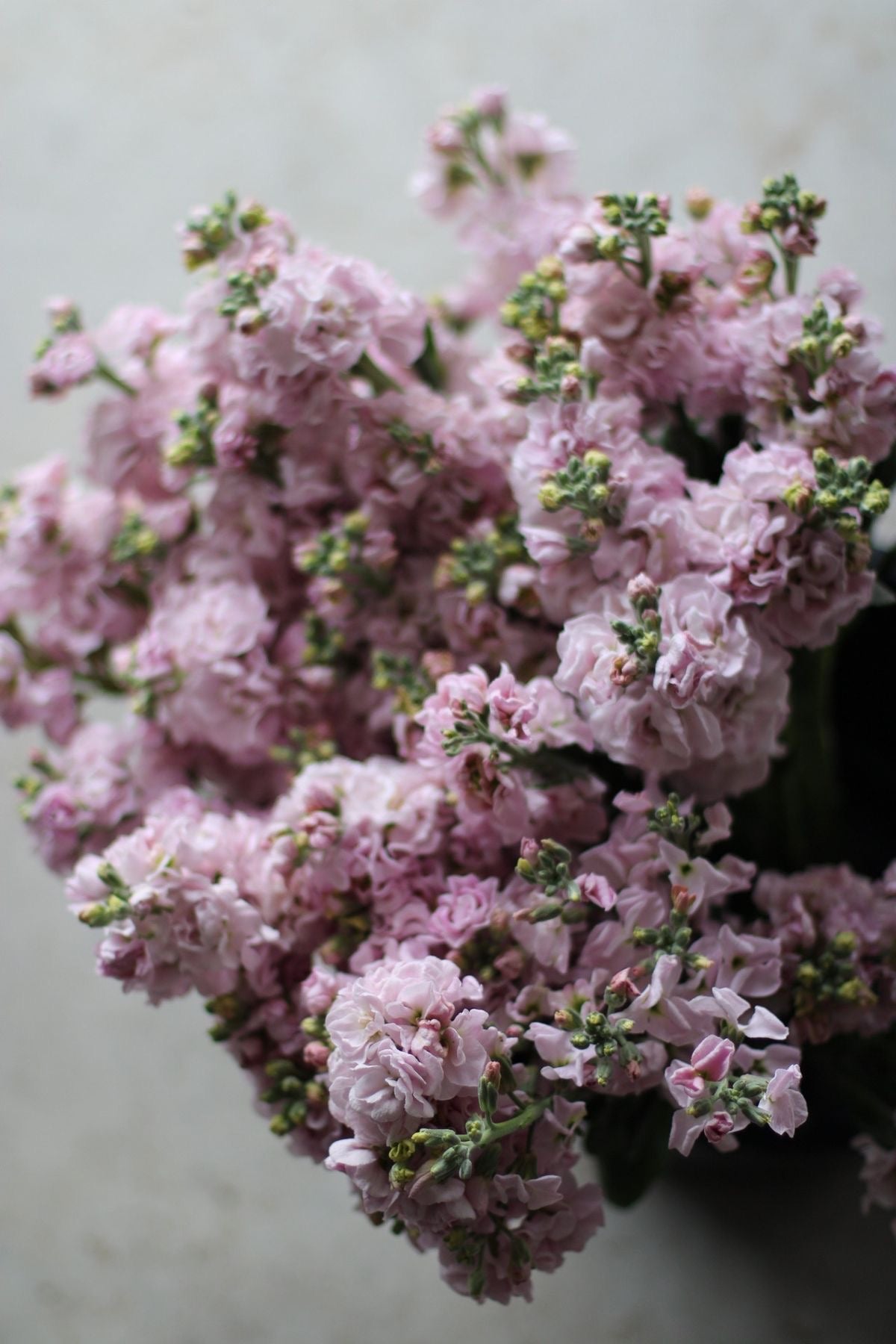 Matthiola incana Iron Cherry Blossom – therapyofflowers.com