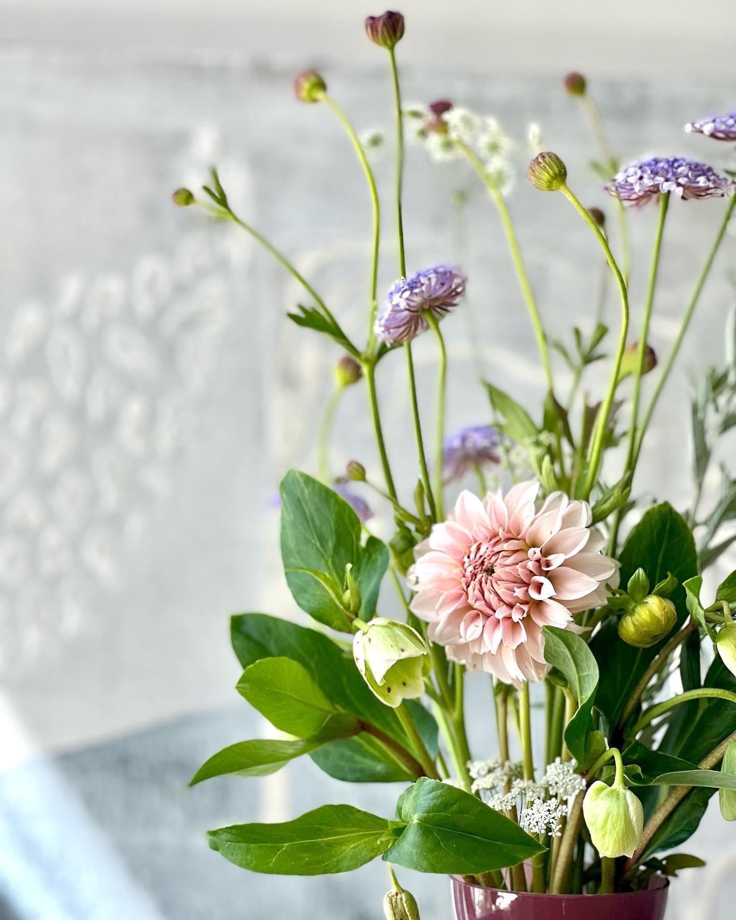 Didiscus caeruleus Lace Blue – therapyofflowers.com