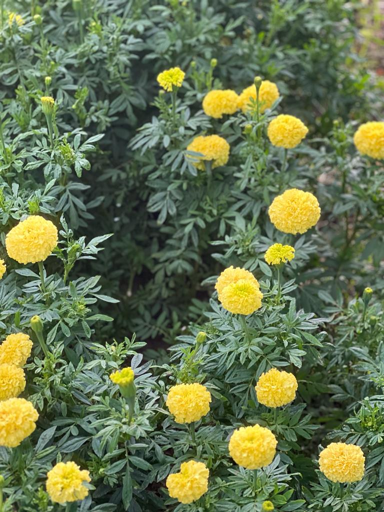 Tagetes erecta Nosento Limegreen – therapyofflowers.com