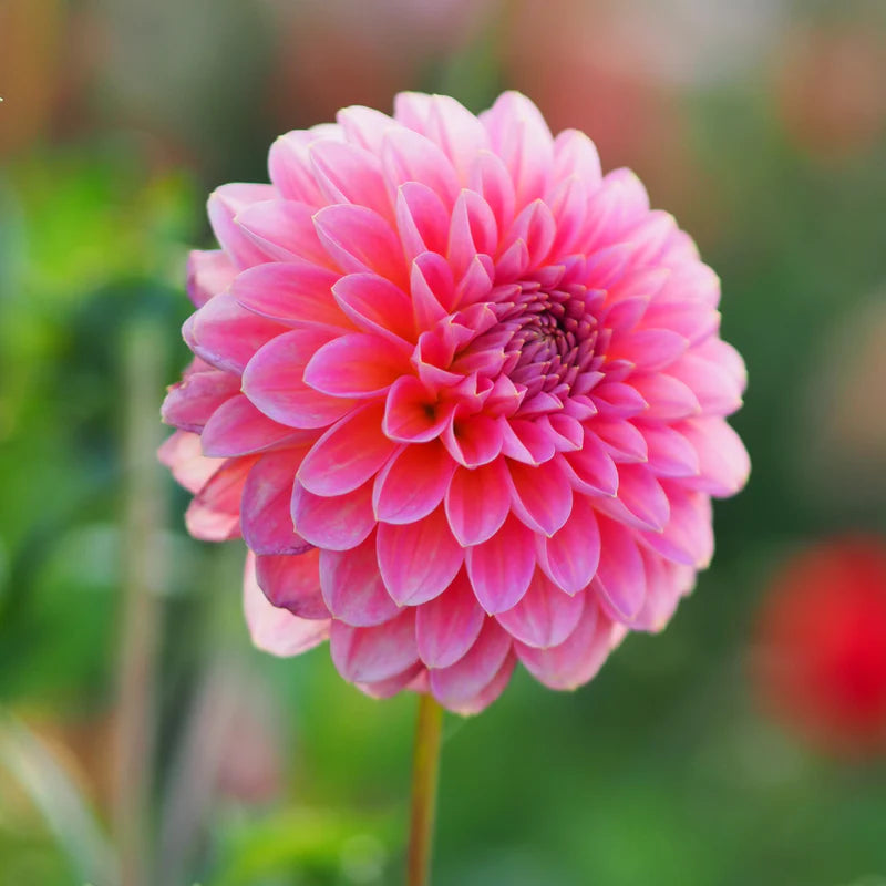 Dahlia Pink Runner – therapyofflowers.com