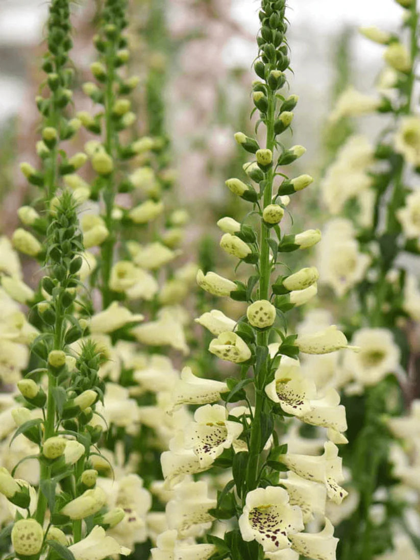 Digitalis purpurea Camelot Cream F1 – therapyofflowers.com