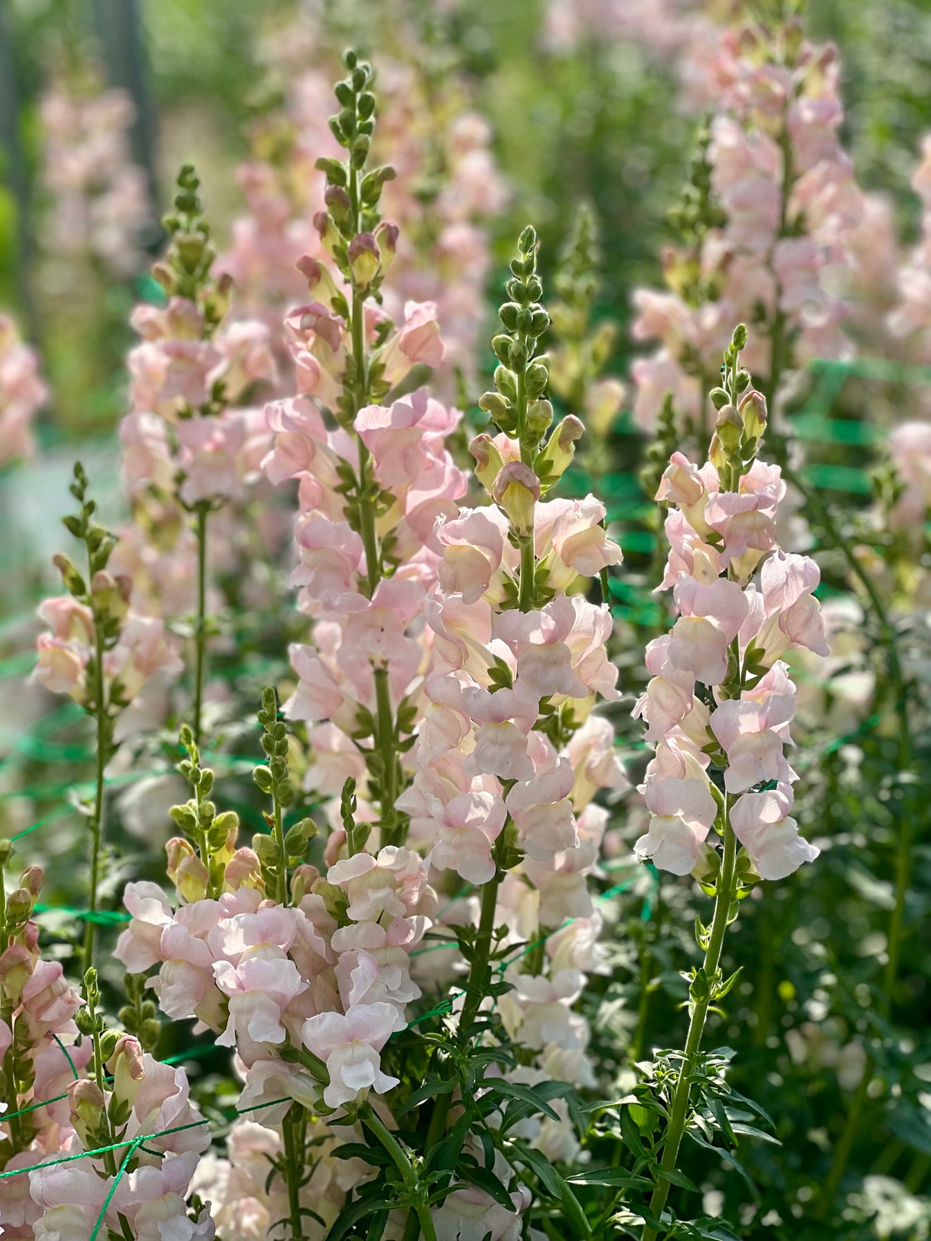 Snapdragon Costa Silver F1 Seeds | Elegant Silver-White Blooms ...