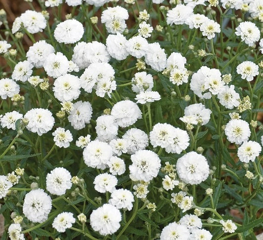 Yarrow | Achillea ptarmica Marshmallow – therapyofflowers.com