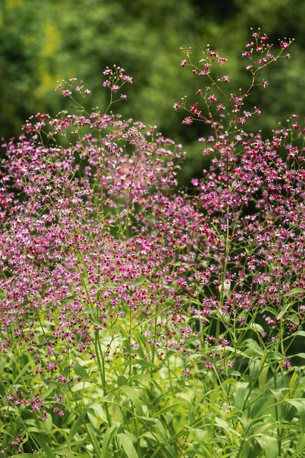 Gypsophila ‘Kermesina’ Seeds | Pink Annual Baby’s Breath ...