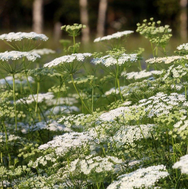 Ammi majus Queen of Africa – therapyofflowers.com