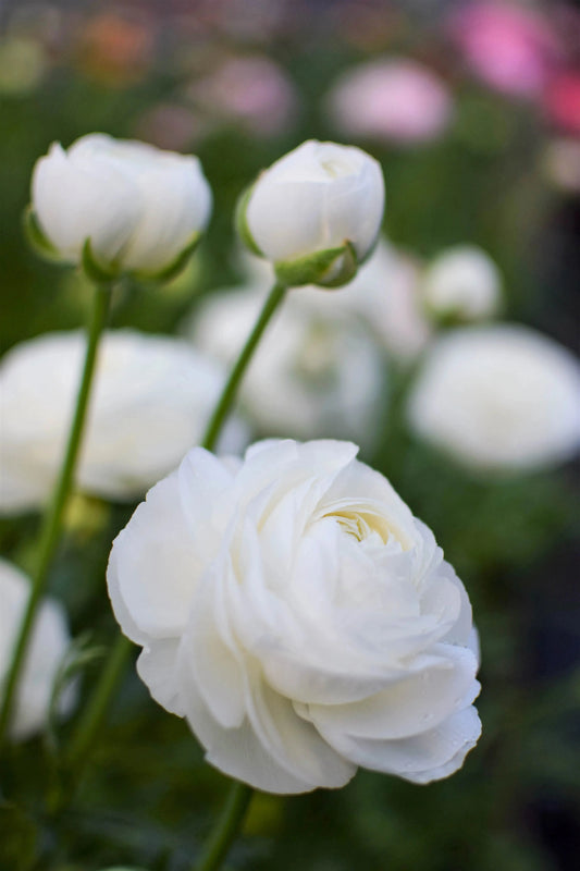 Ranunculus Elegance® – therapyofflowers.com