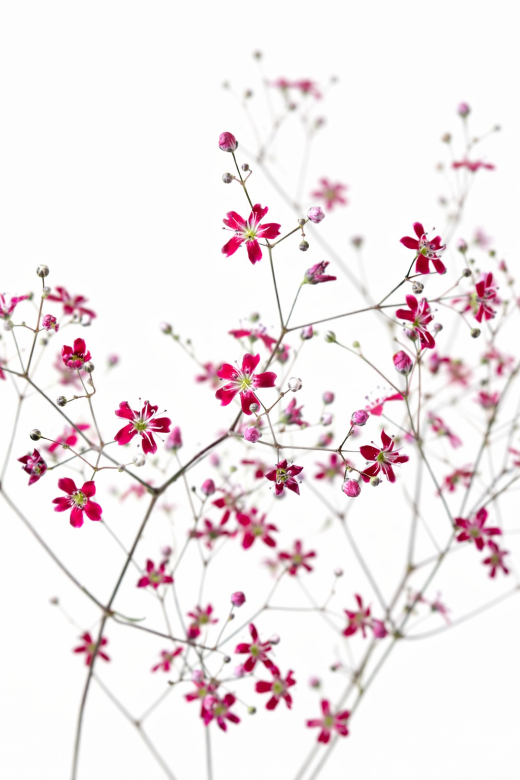 Gypsophila ‘Kermesina’ Seeds | Pink Annual Baby’s Breath ...