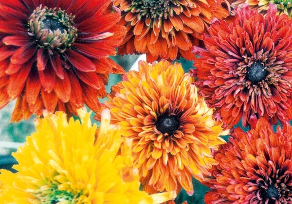 Rudbeckia hirta Cherokee Sunset – therapyofflowers.com