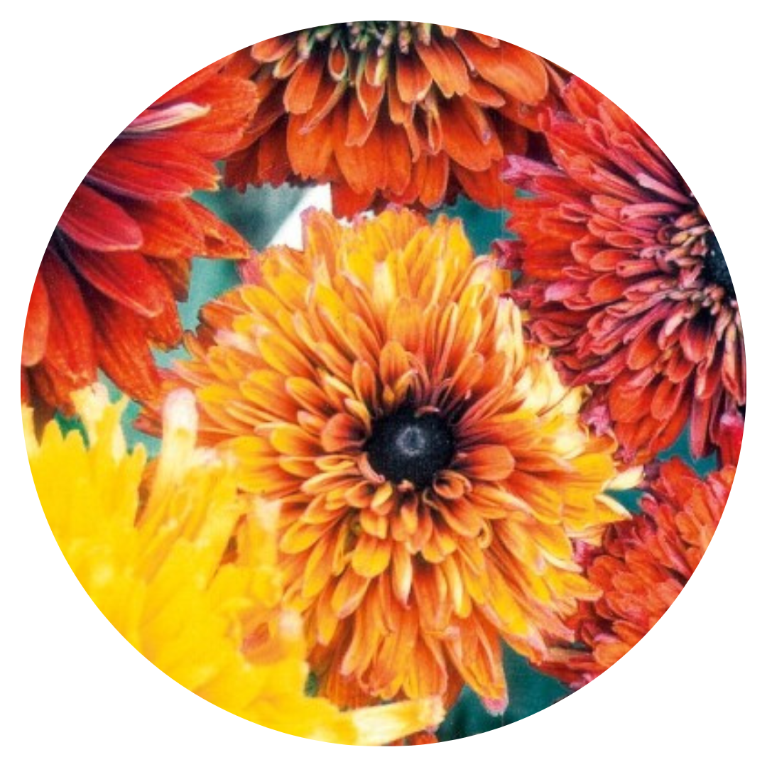 Rudbeckia hirta Cherokee Sunset – therapyofflowers.com