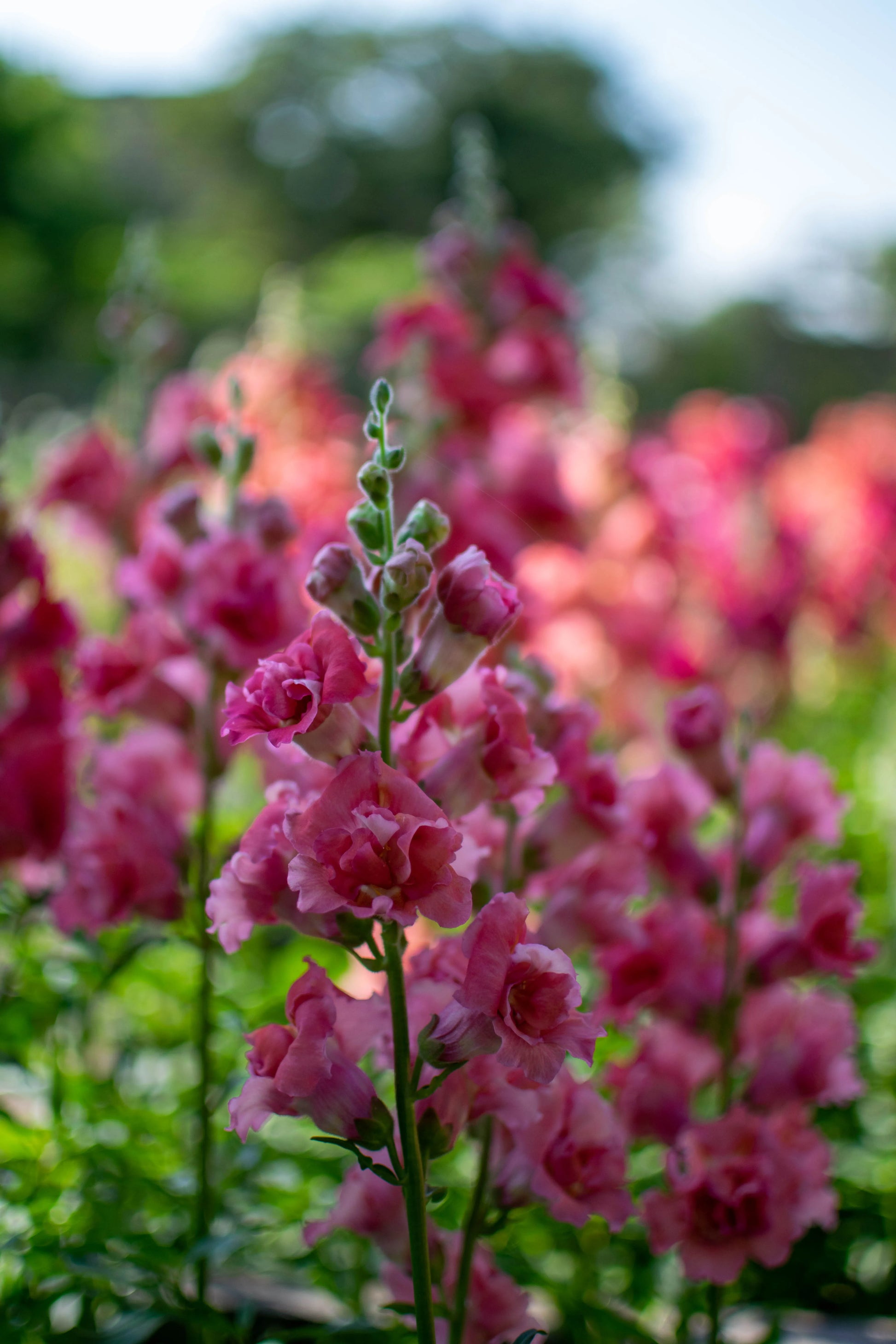 Snapdragon Madame Butterfly Rose – therapyofflowers.com