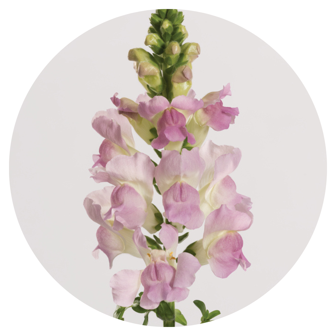 Snapdragon Legend Light Pink F1 – therapyofflowers.com