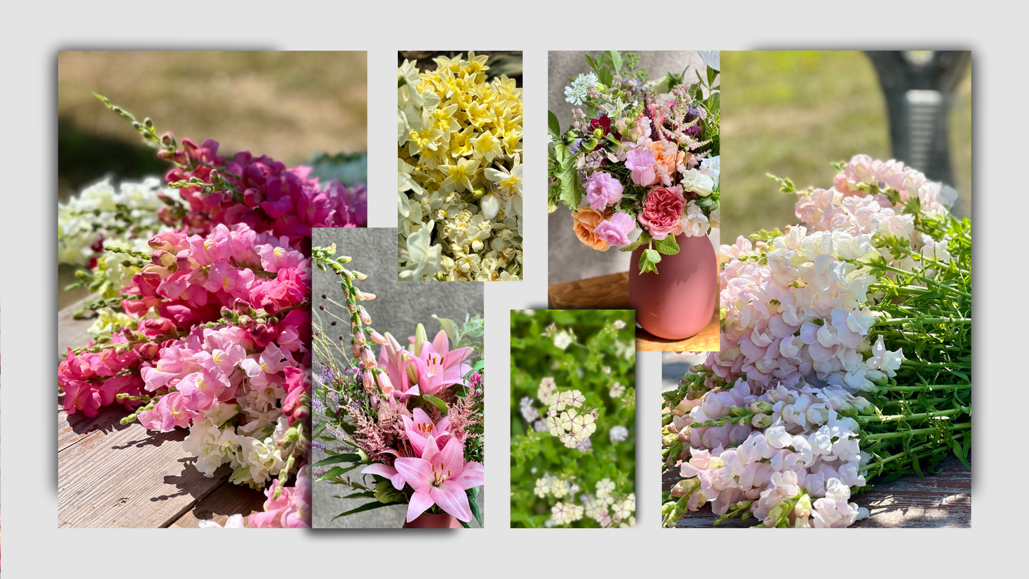 Cut Flower Seeds Shop | Therapy of Flowers | Puķu sēklu veikals ...