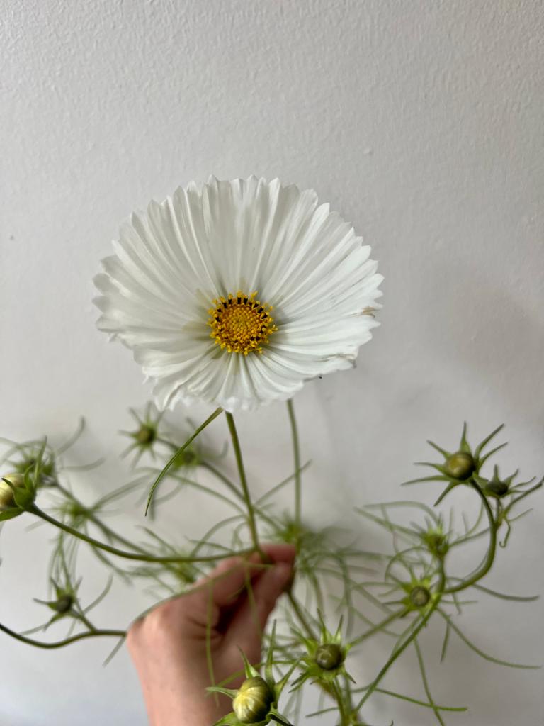 Cosmos bipinnatus Cupcakes white – therapyofflowers.com