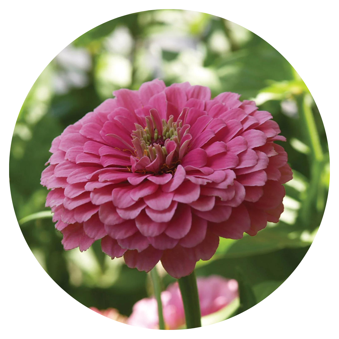 Zinnia elegans Benary's Giant Bright Pink – therapyofflowers.com