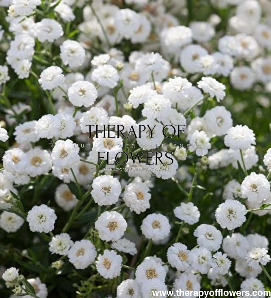 Achillea ptarmica Marshmallow | Yarrow | Pelleted – therapyofflowers.com
