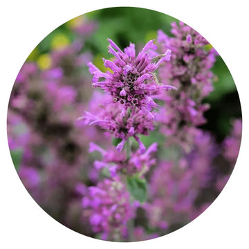 Products – therapyofflowers.com