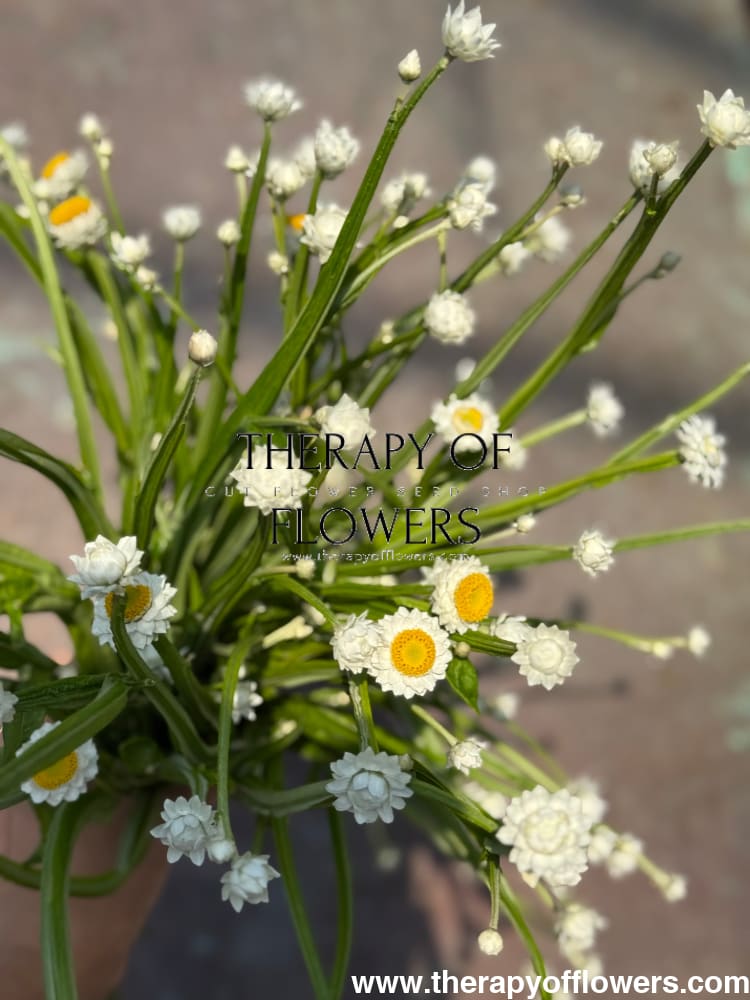 Ammobium alatum 'Grandiflorum' | Everlasting Sandflower Seeds – Drought ...