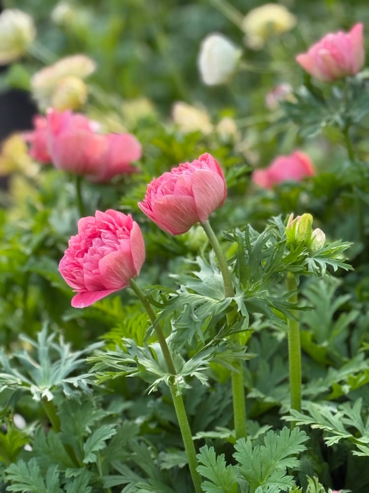 Anemone Levante® Rosa | Double Pink Italian Anemone for Spring Gardens ...