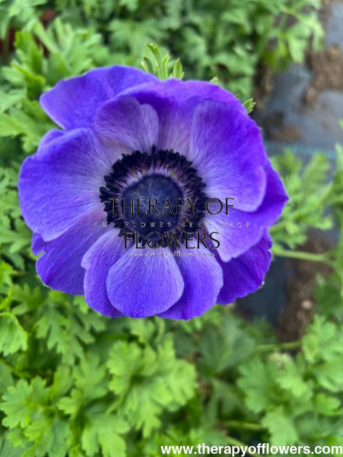 Anemone Mistral Plus® Blu 4/5 | Italian Anemone for Borders & Bouquets ...